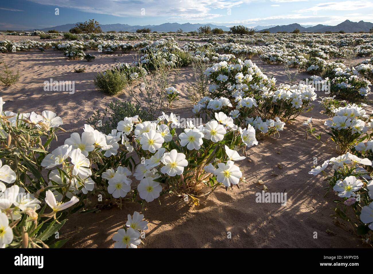 Wild desert primrose carpet the sand at the Cadiz Dunes in the Mojave ...