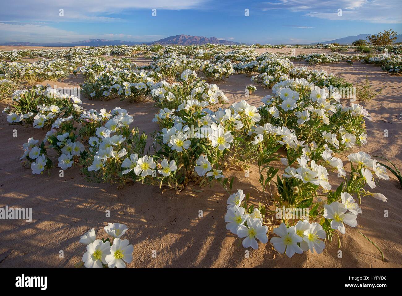 Wild desert primrose carpet the sand at the Cadiz Dunes in the Mojave ...