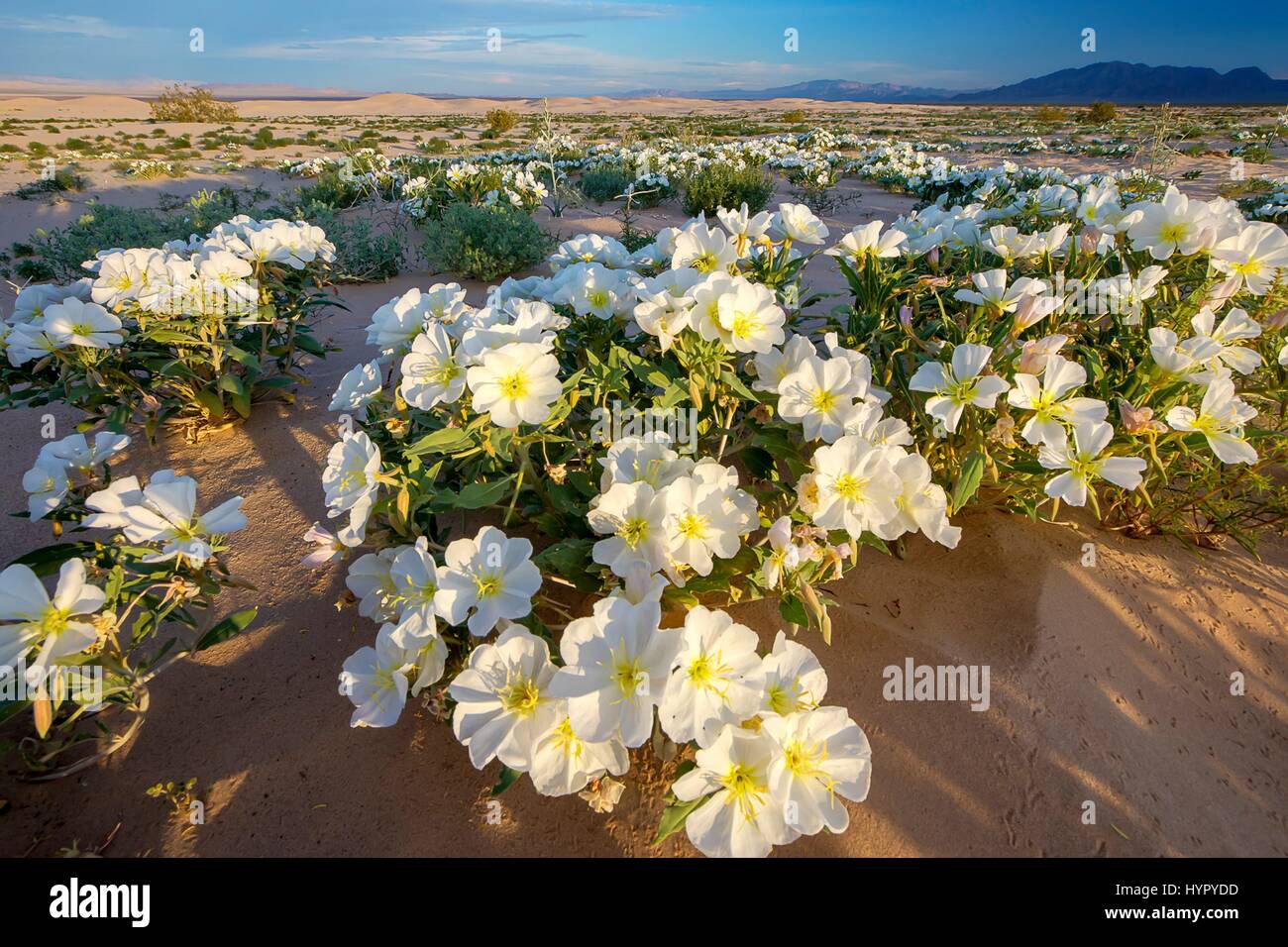 Wild desert primrose carpet the sand at the Cadiz Dunes in the Mojave ...
