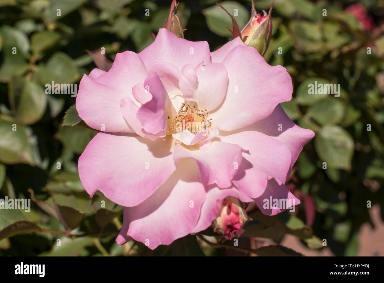Floribunda pink rose (Charles Aznavour Stock Photo - Alamy