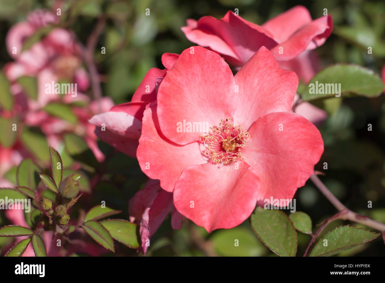Coral Meidiland rose - Douceur Normande Stock Photo - Alamy