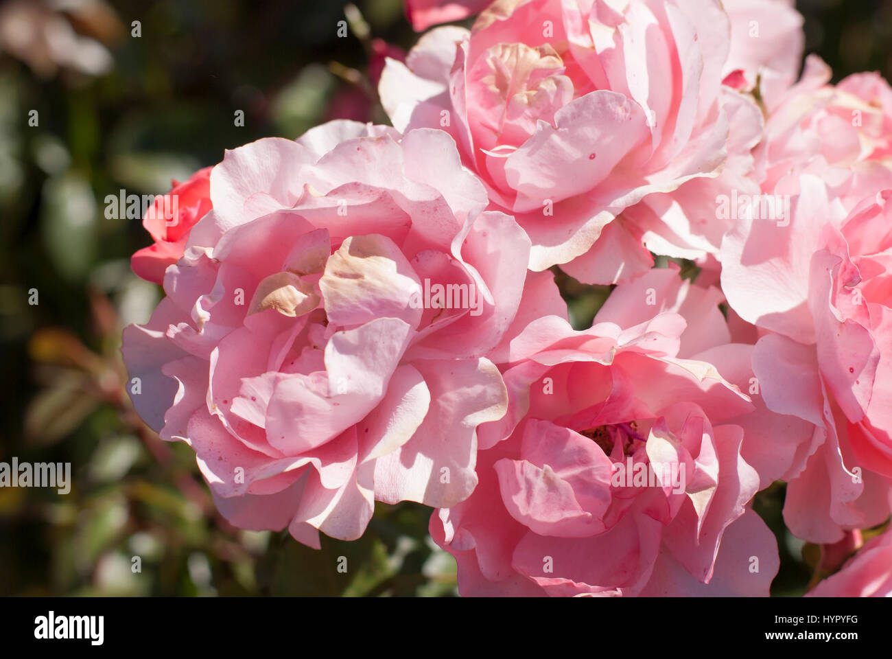 Rose strauss hi-res stock photography and images - Alamy