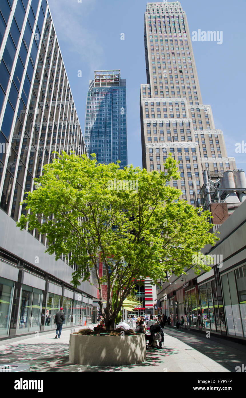 New York City, USA - May 03, 2015: tree in Manhattan between buildings ...