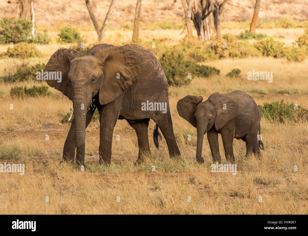 Elephants Of Kenya Stock Photo - Alamy