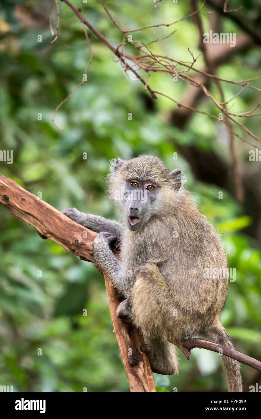 Young olive or common baboon in tree with open mouth, Lake Manyara ...