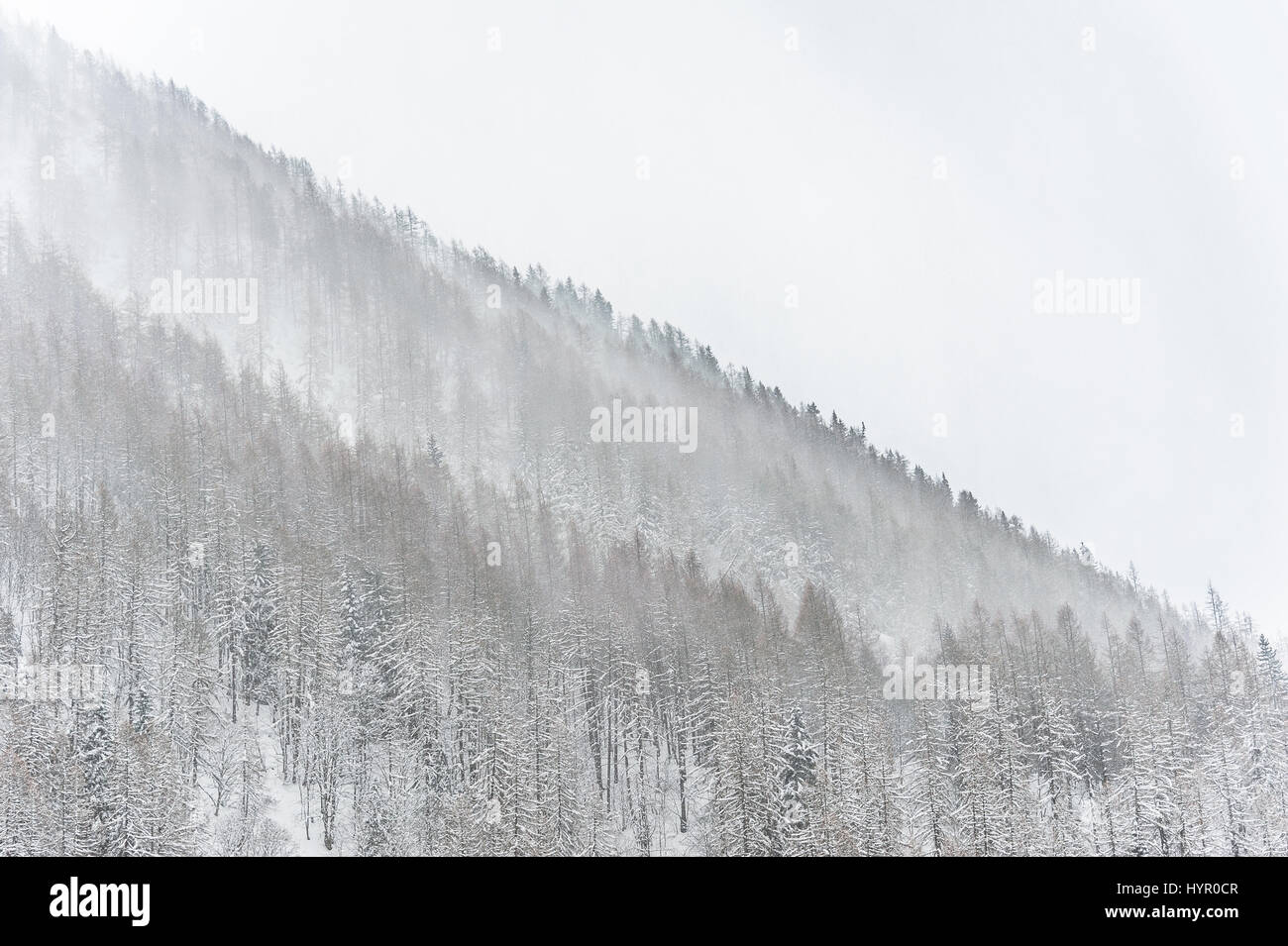 Snow falling heavily and sweeping across a mountain side covered with ...
