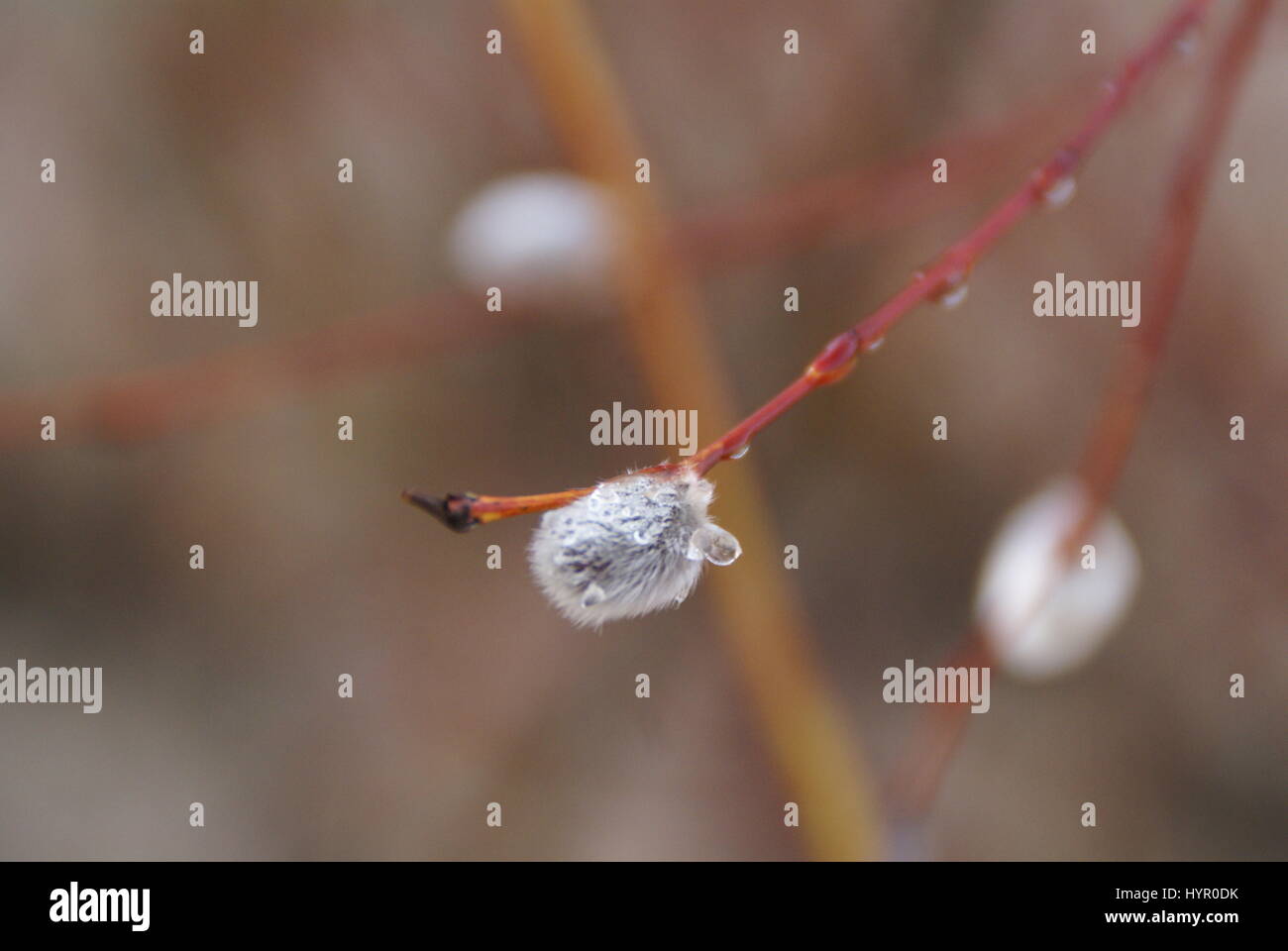Branches of catkin hi-res stock photography and images - Alamy