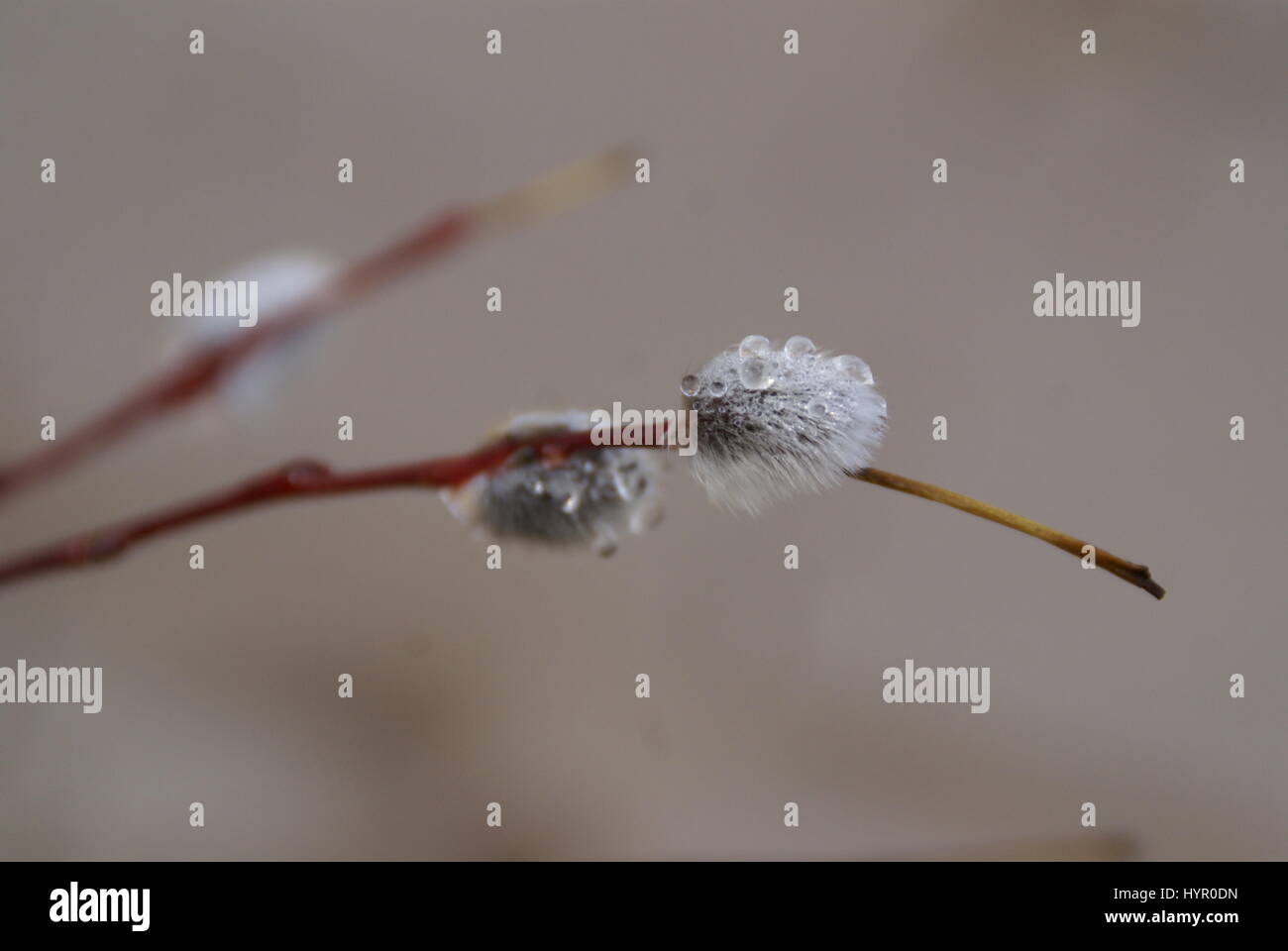 Branches of catkin hi-res stock photography and images - Alamy