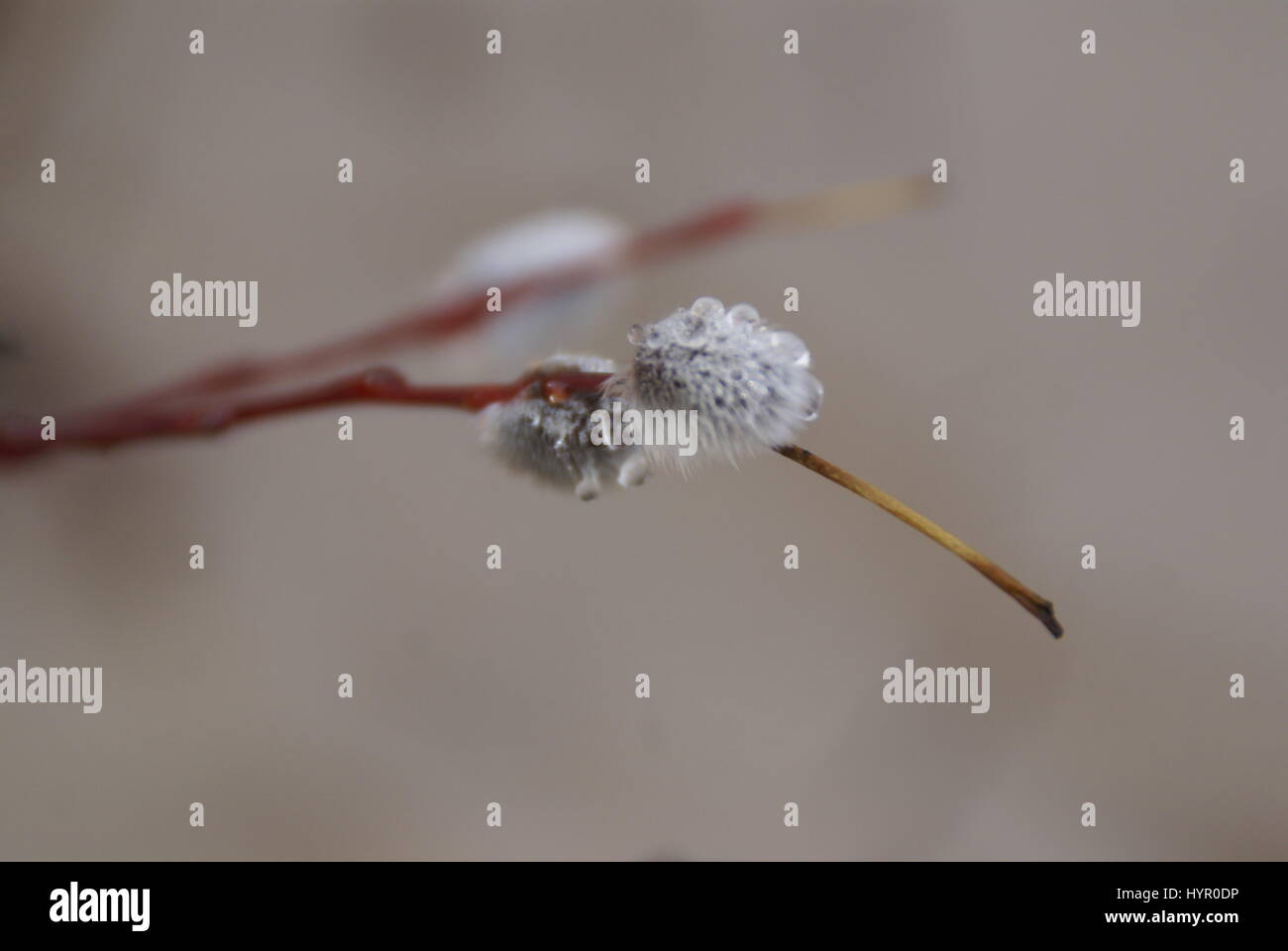 Branches of catkin hi-res stock photography and images - Alamy