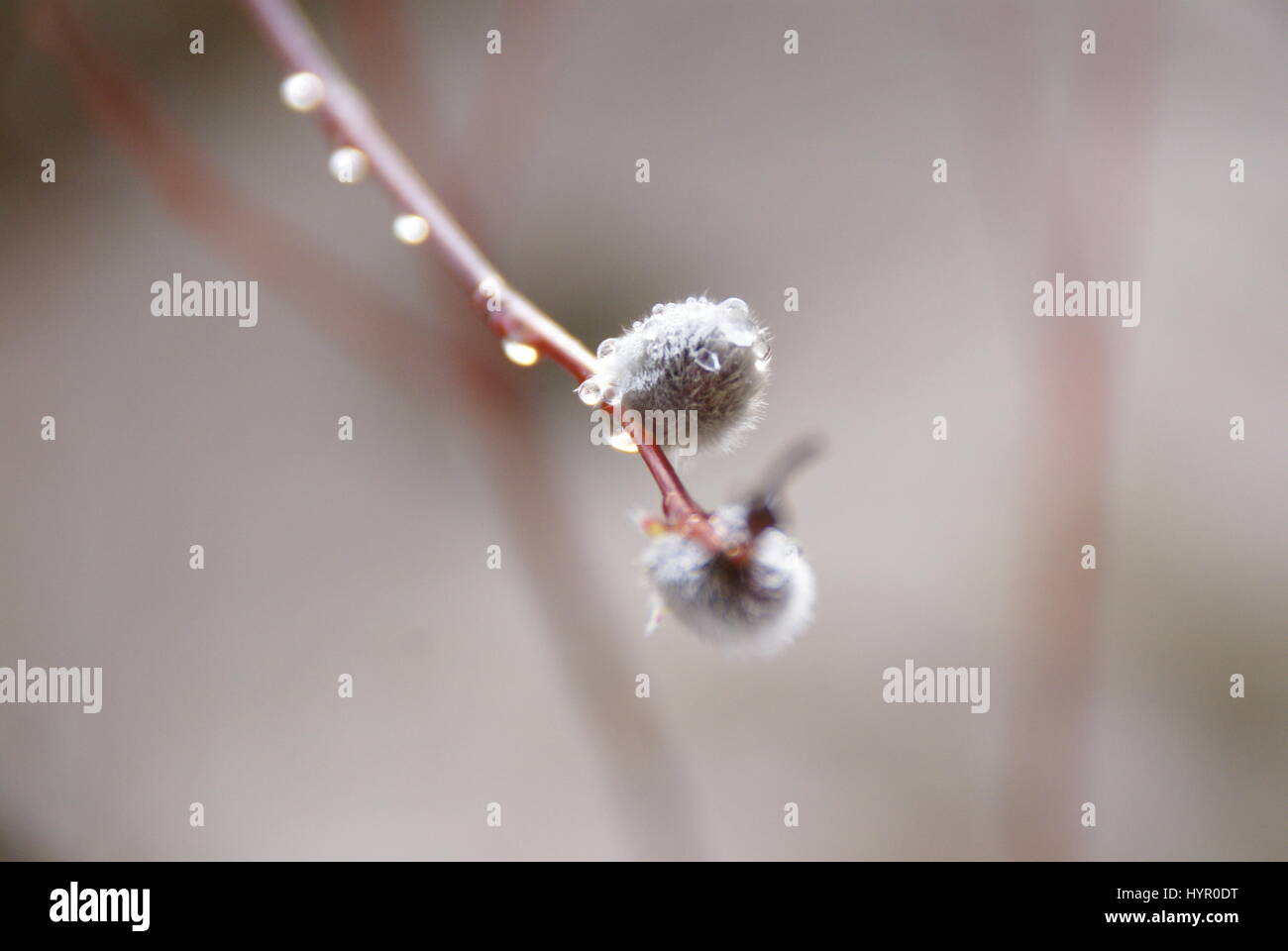 Catkin branches in rainy weather close up Stock Photo - Alamy