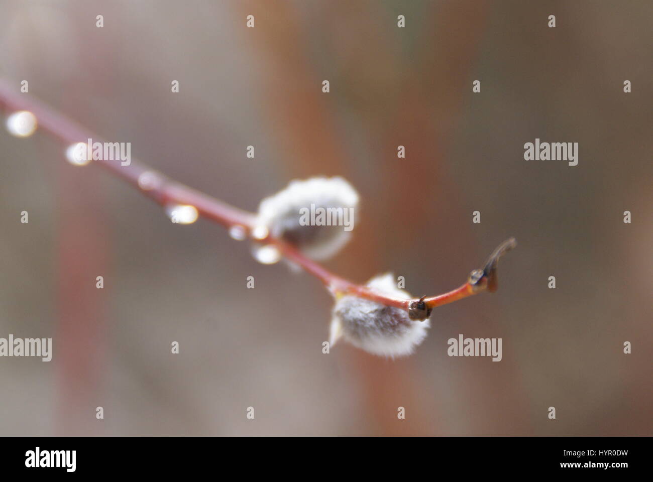 Catkin in bloom hi-res stock photography and images - Alamy