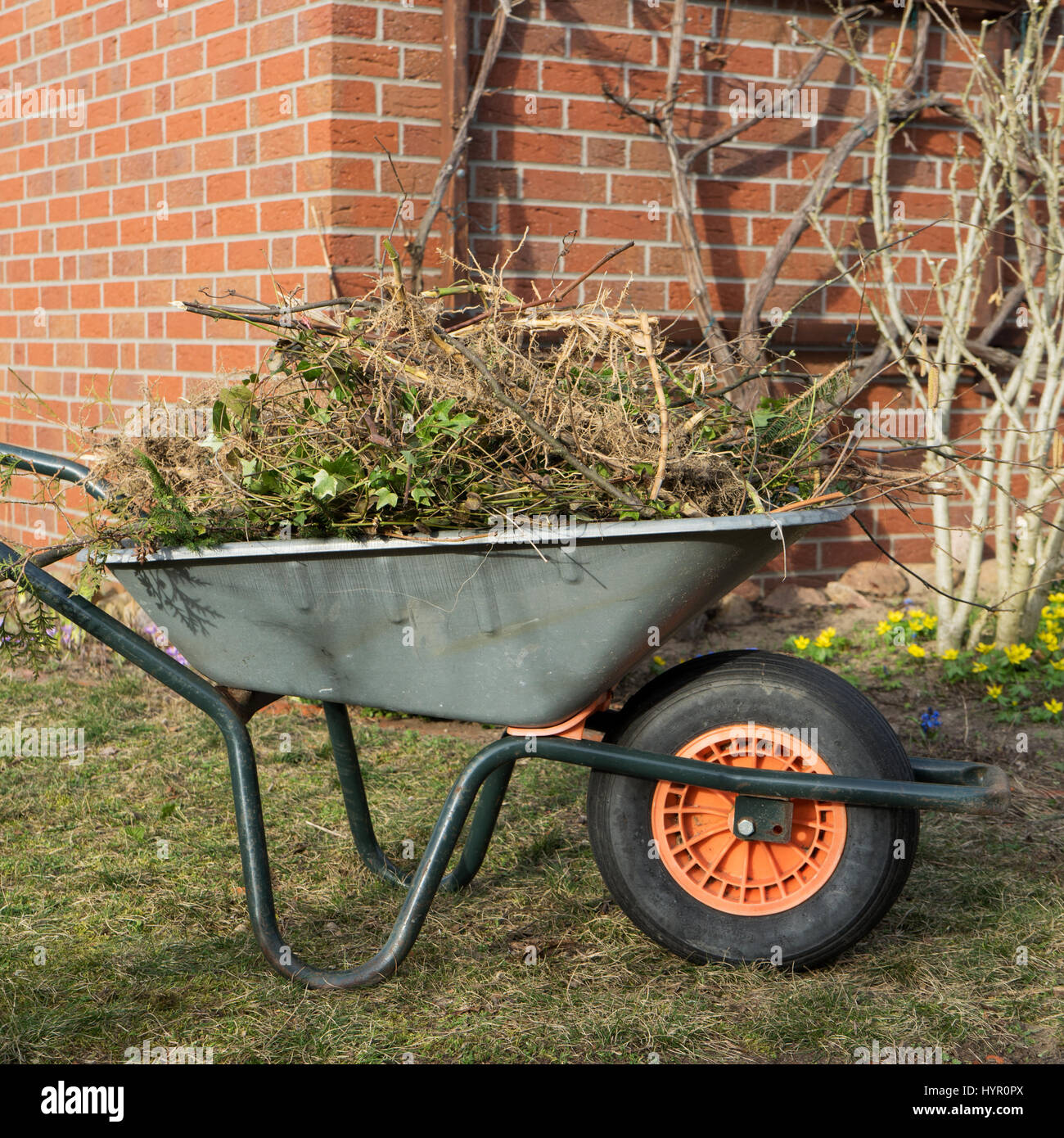 Wheelbarrow with branches and leaves in the garden Stock Photo - Alamy