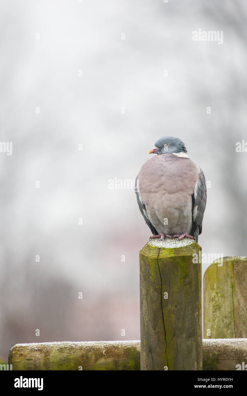 Pigeon resting on pole hi-res stock photography and images - Alamy