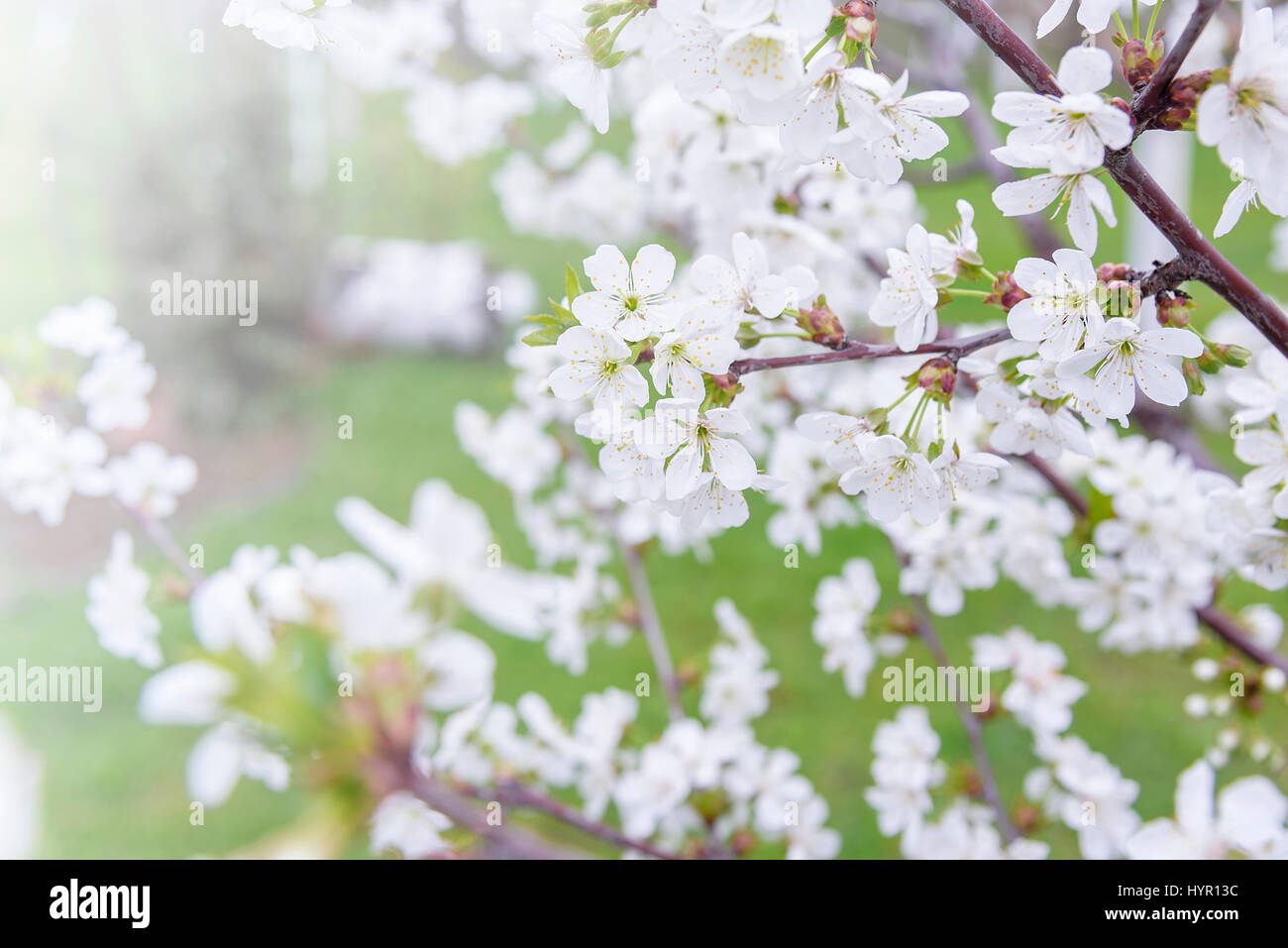 Flowering spring trees in the garden. Flowers close-up Stock Photo - Alamy