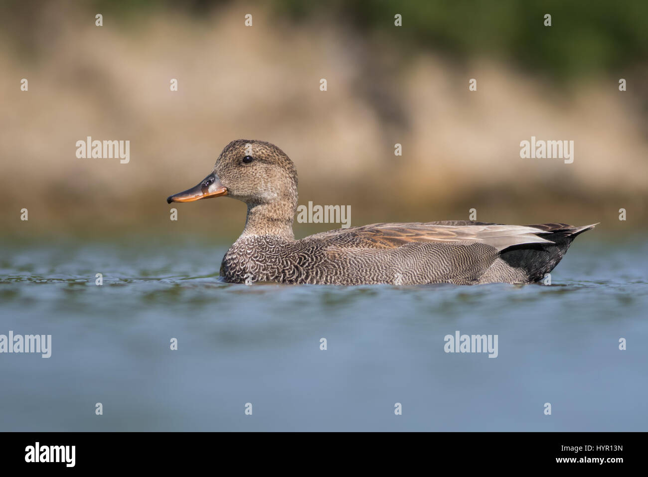 A male Gadwall duck cruises by. This duck has a subtle marbled pattern ...
