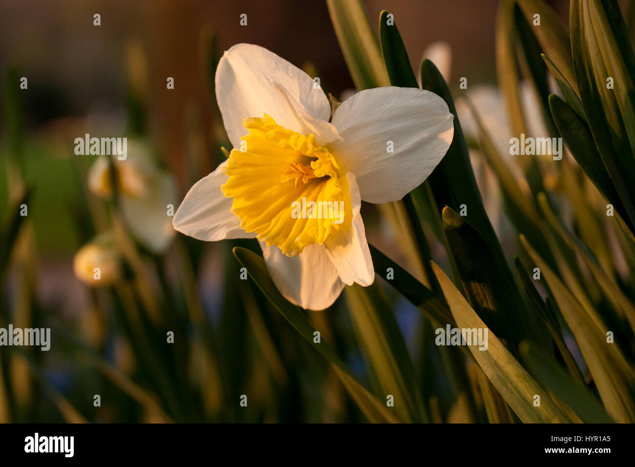 Daffodil blooming in spring Stock Photo - Alamy
