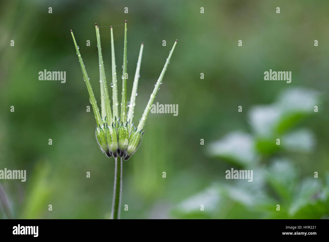 Common Storksbill Erodium cicutarium seed head Corsica France Stock ...