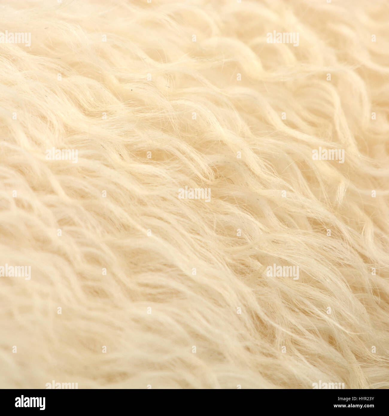 decorative macro foto of sheep skin with curly wool Stock Photo - Alamy