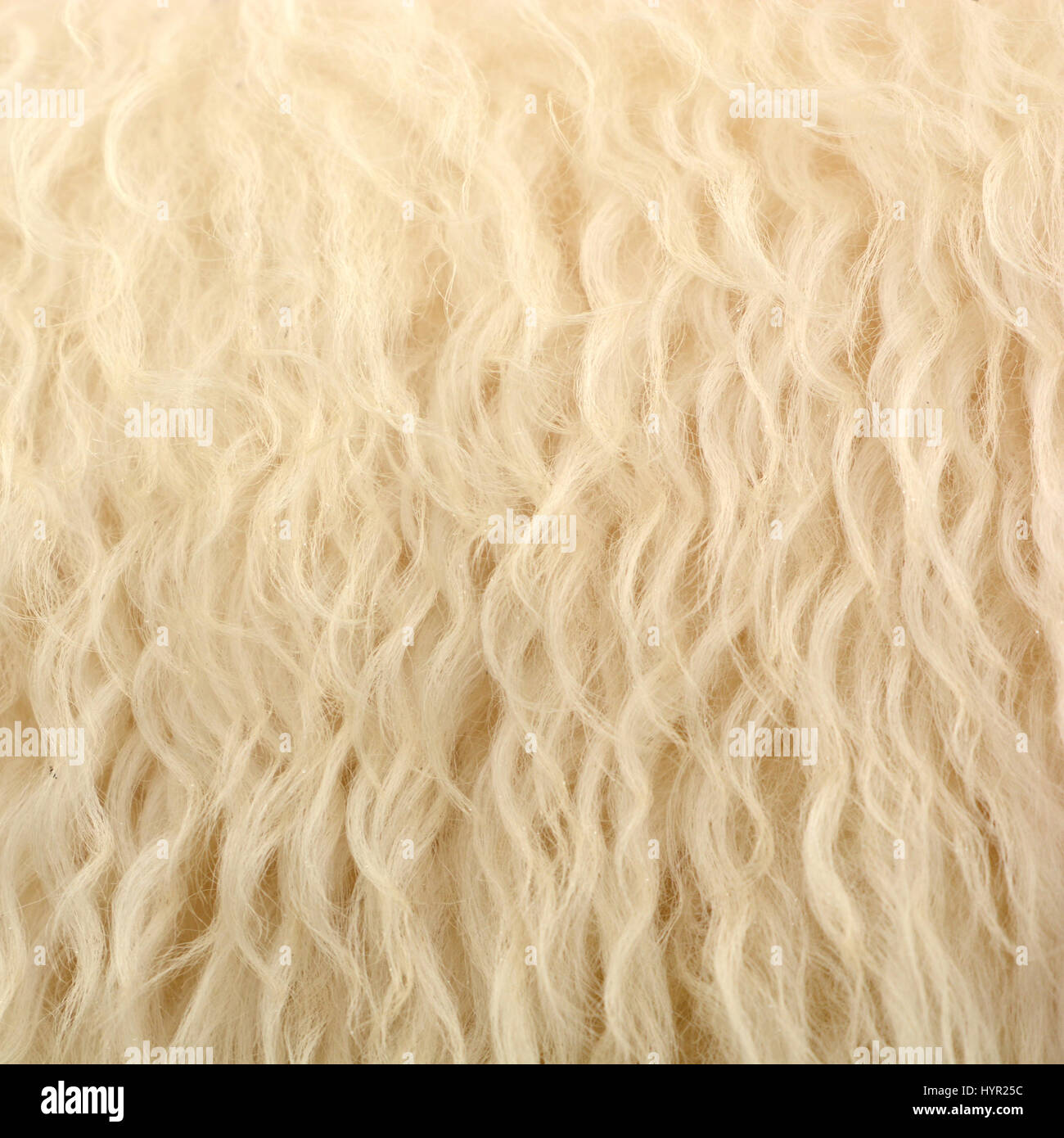 decorative macro foto of sheep skin with curly wool Stock Photo - Alamy