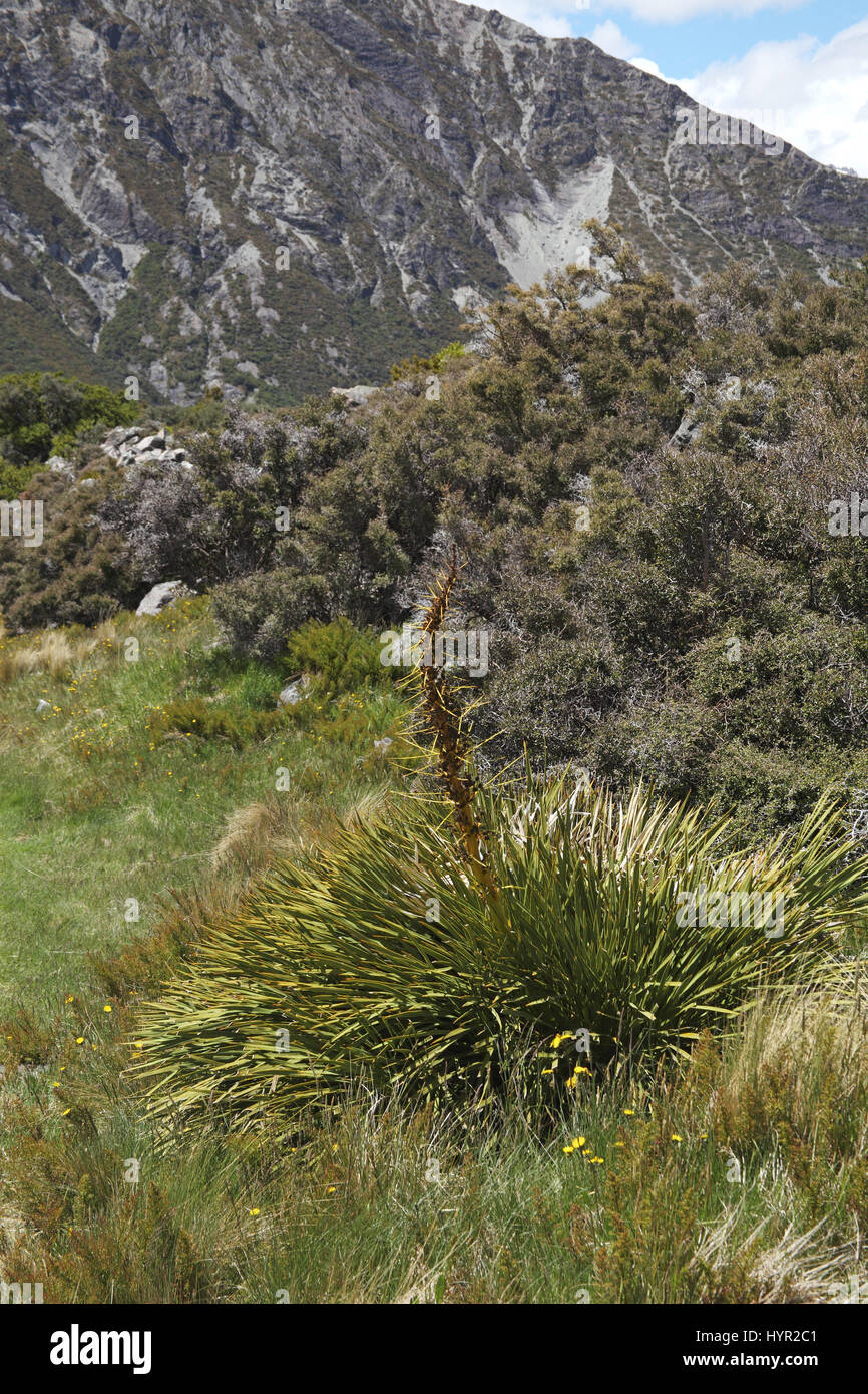 Wild spaniard Aciphylla Scott-thomsonii New Zealand Stock Photo - Alamy