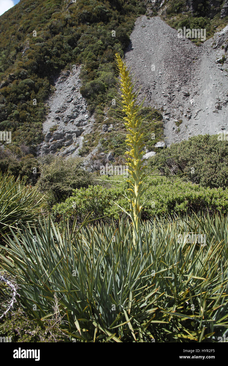 Speargrass Aciphylla aurea New Zealand Stock Photo - Alamy