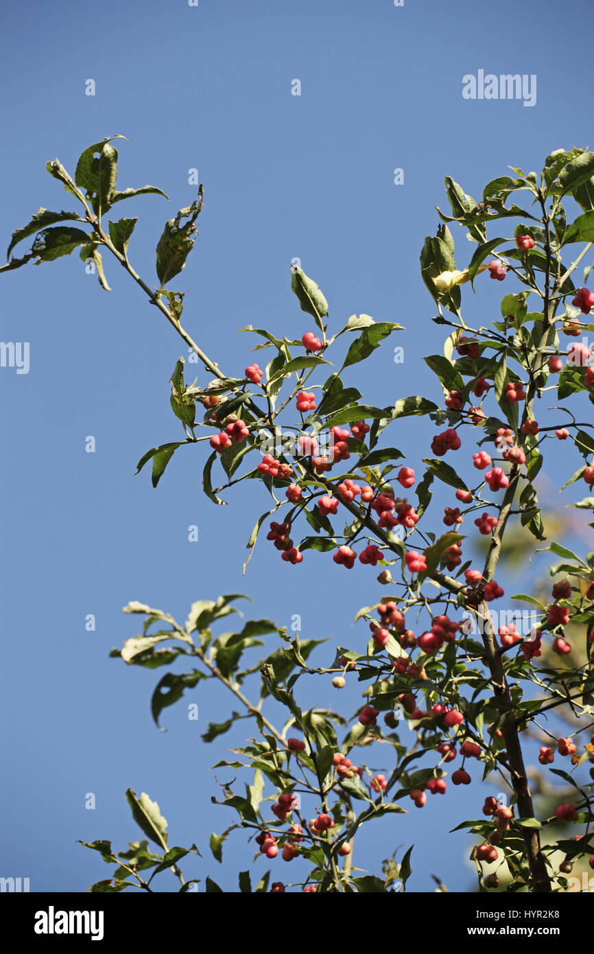 Spindle tree september hi-res stock photography and images - Alamy