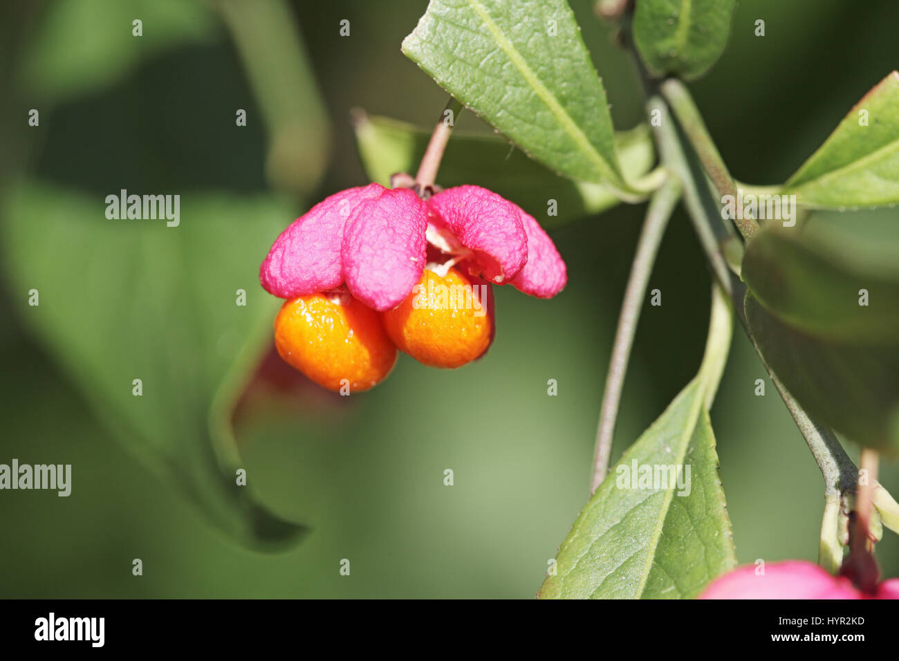 Spindle-tree Euonymus europaeus berries Stock Photo - Alamy