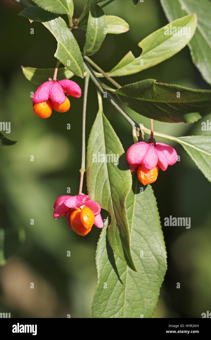 Spindle tree Euonymus europaeus berries Stock Photo - Alamy