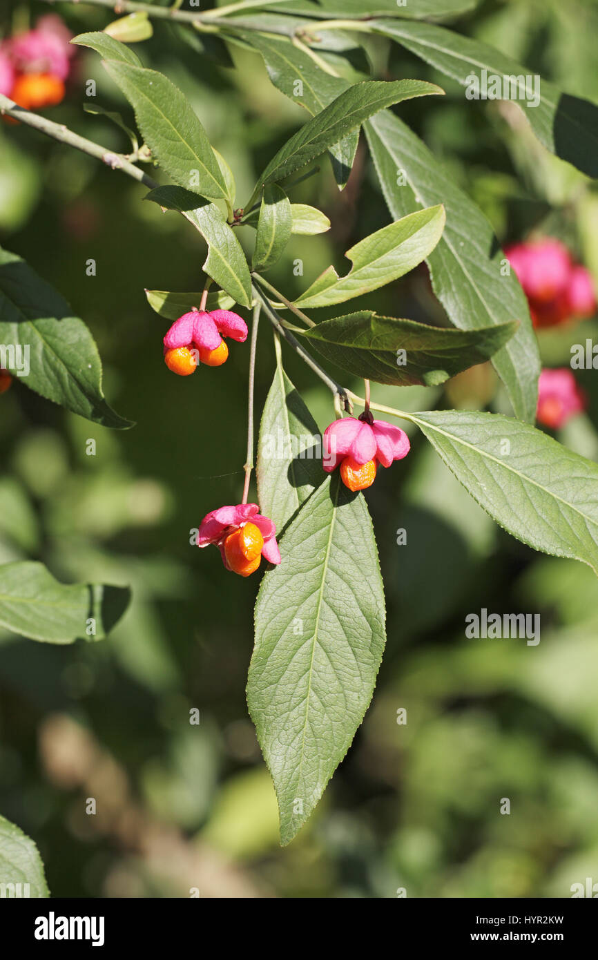 Spindle tree Euonymus europaeus berries Stock Photo - Alamy