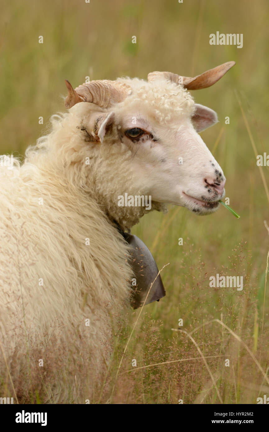 Wallachian sheep hi-res stock photography and images - Alamy