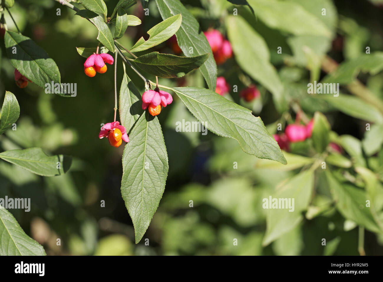 Spindle tree Euonymus europaeus berries Stock Photo - Alamy