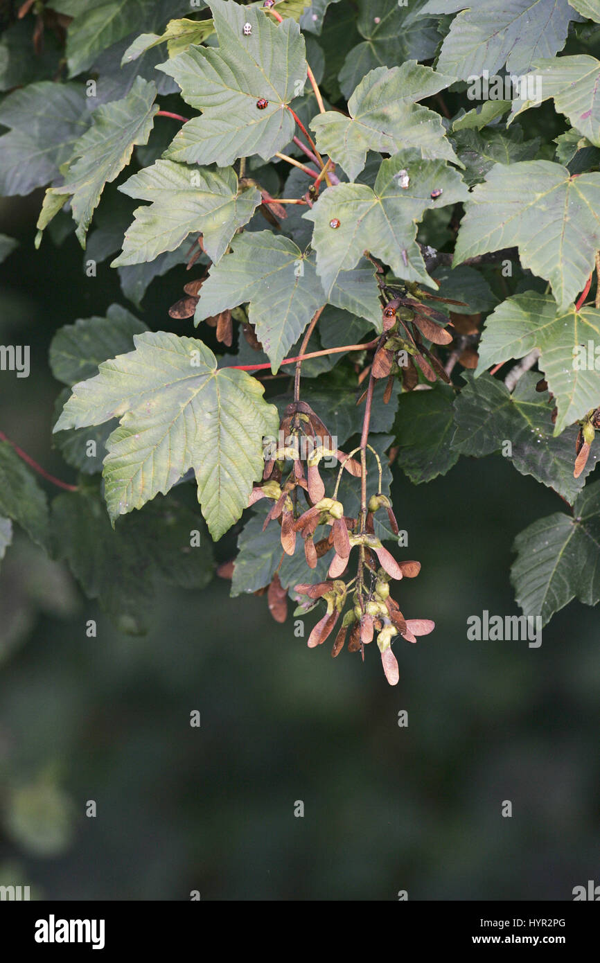 Winged fruit hi-res stock photography and images - Alamy
