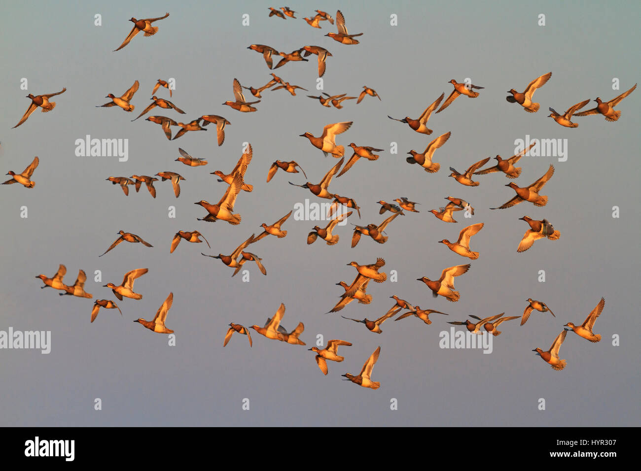 Garganey flock in flight illuminated by the sun rising,wildlife birds ...