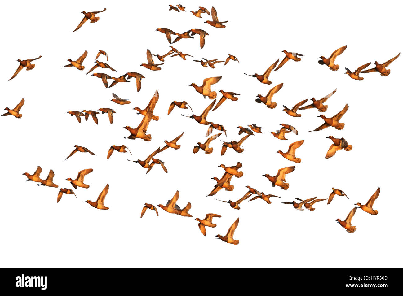 Garganey flock in flight isolated on white,wildlife birds Stock Photo ...