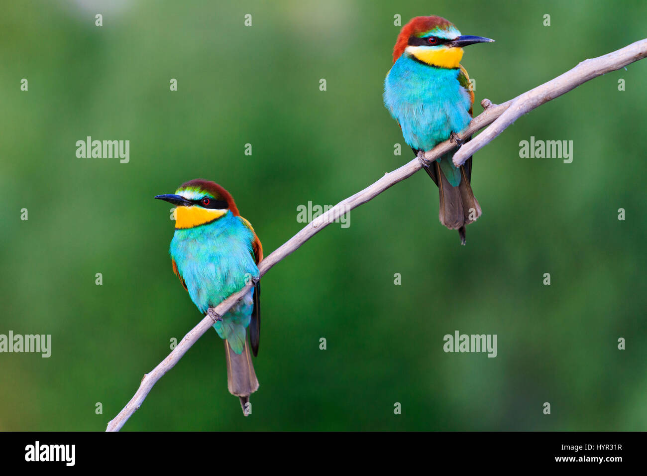 Summerbirds hi-res stock photography and images - Alamy