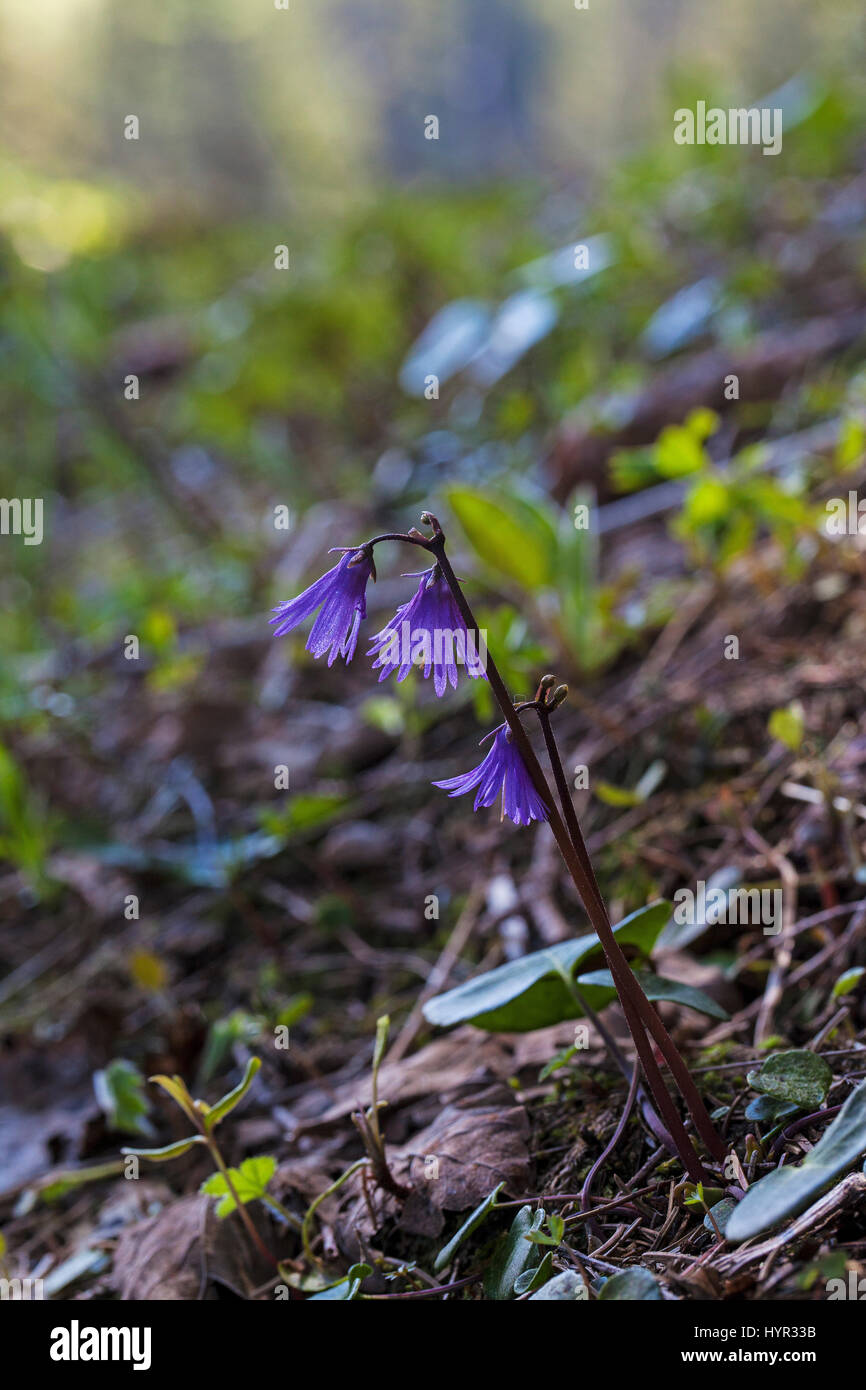 Soldanella alpina hi-res stock photography and images - Alamy