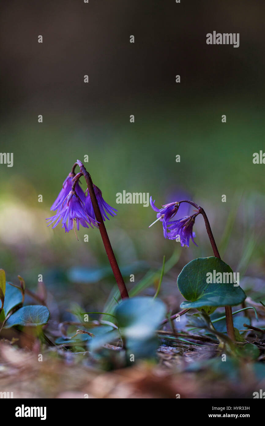 Alpine snowbell Soldanella alpina Vercors Regional Natural Park France ...
