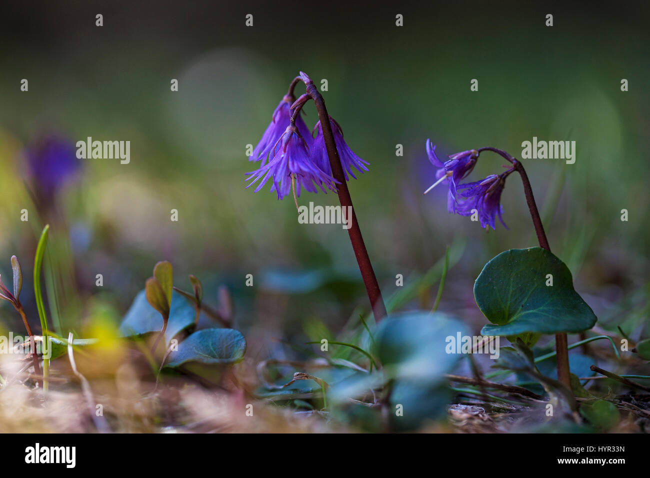 Alpine snowbell Soldanella alpina Vercors Regional Natural Park France ...