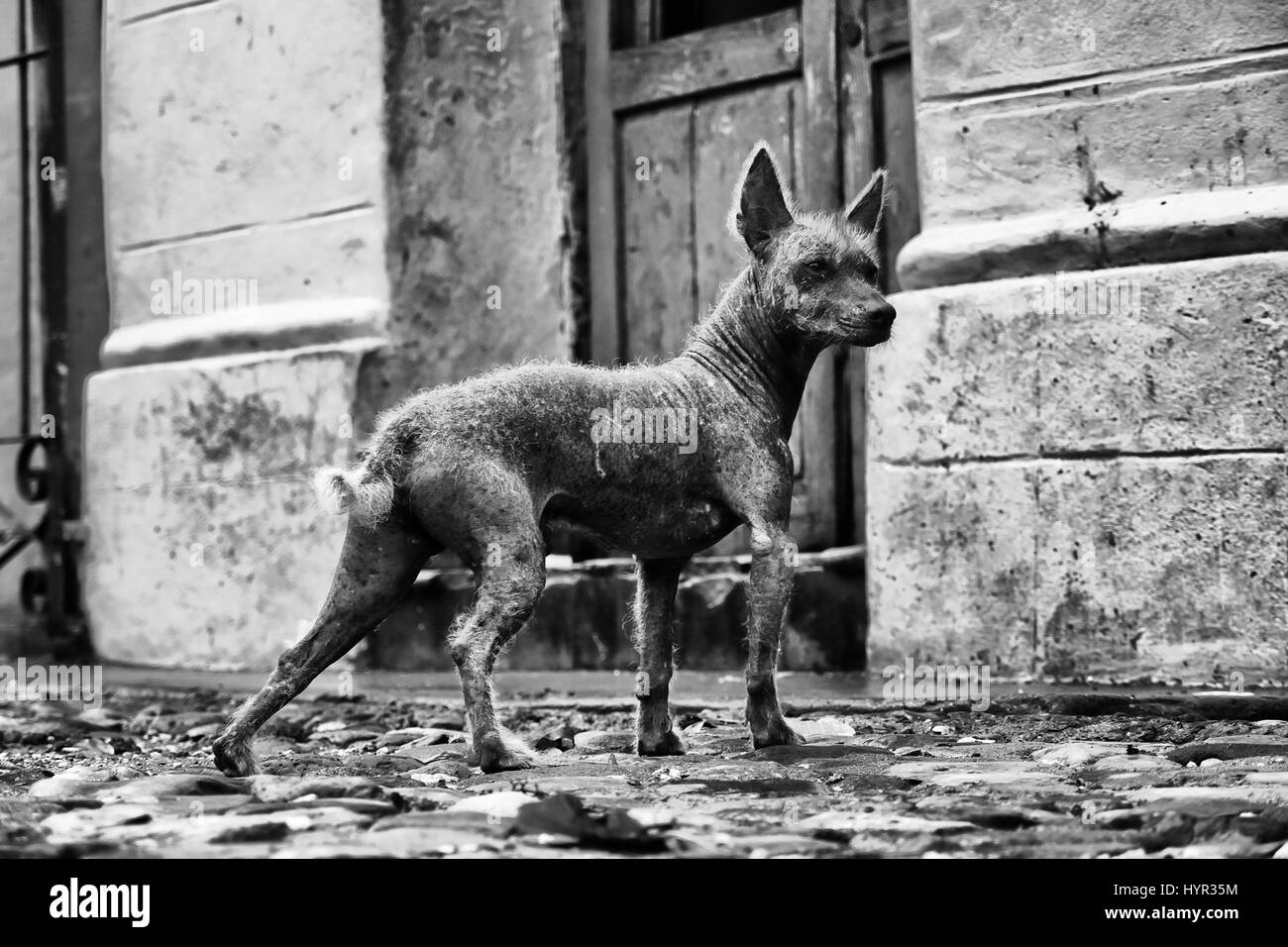 Straying dog in Trinidad, Cuba Stock Photo - Alamy