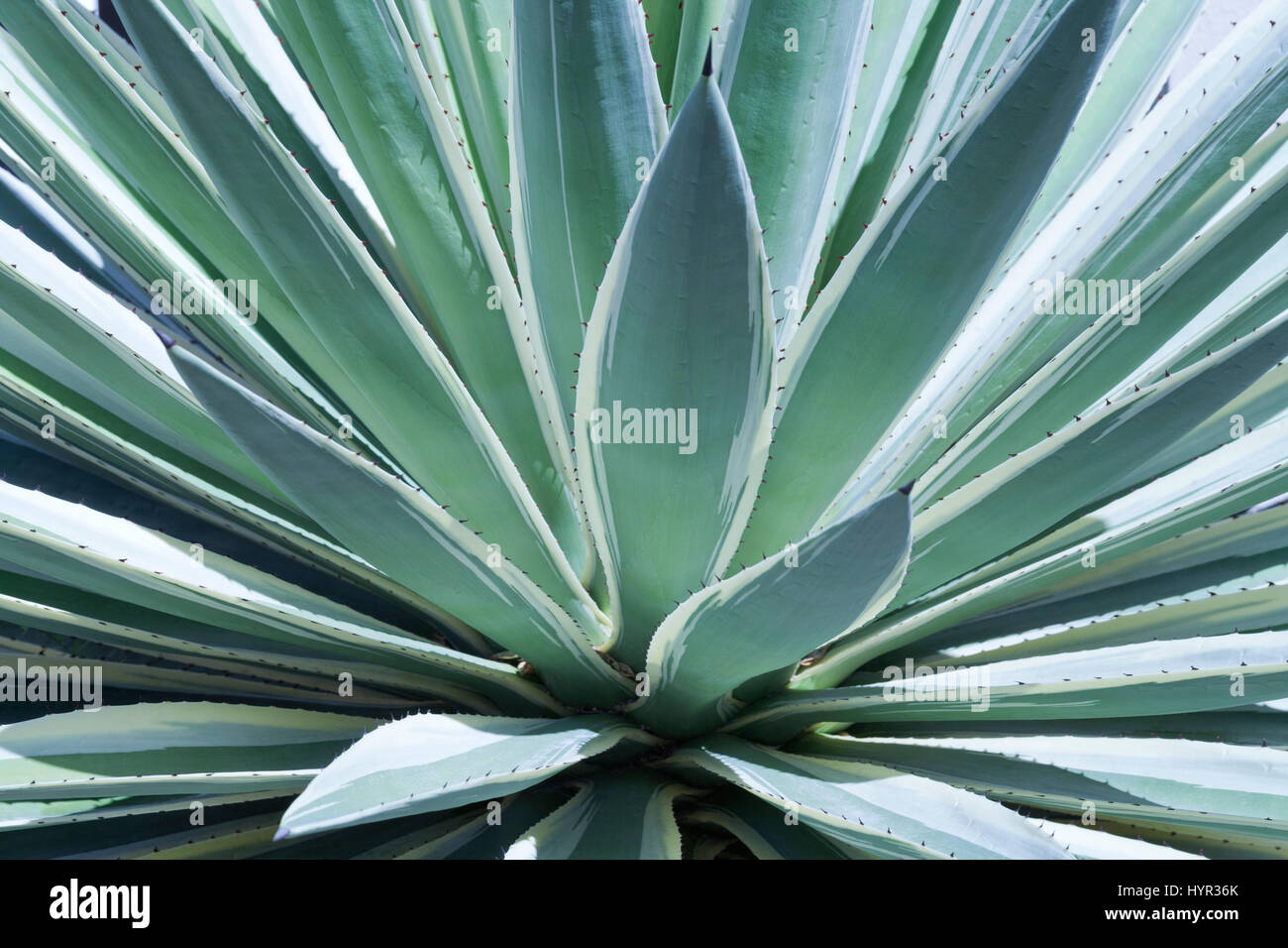Sharp Edges Plant High Resolution Stock Photography and Images - Alamy