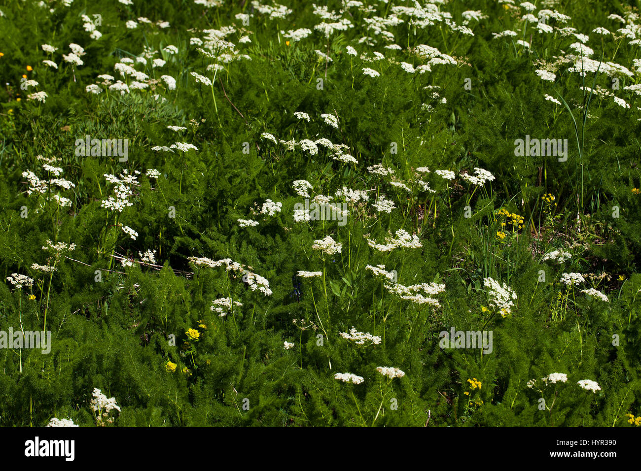Spignel Meum athamanticum in alpine meadow Hauts Plateaux Reserve ...
