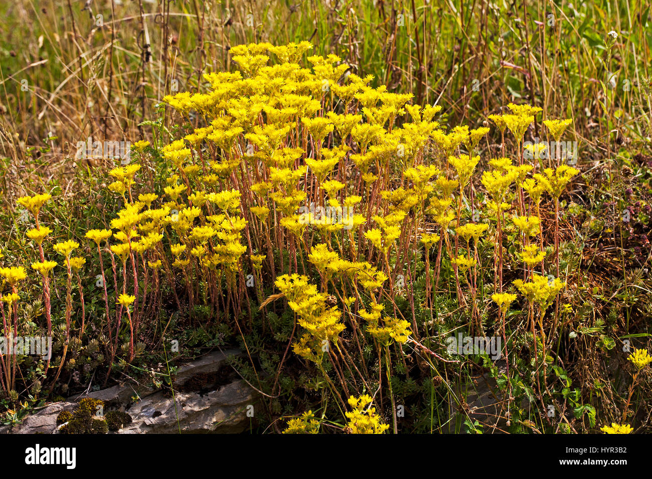 Rock stonecrop hi-res stock photography and images - Alamy