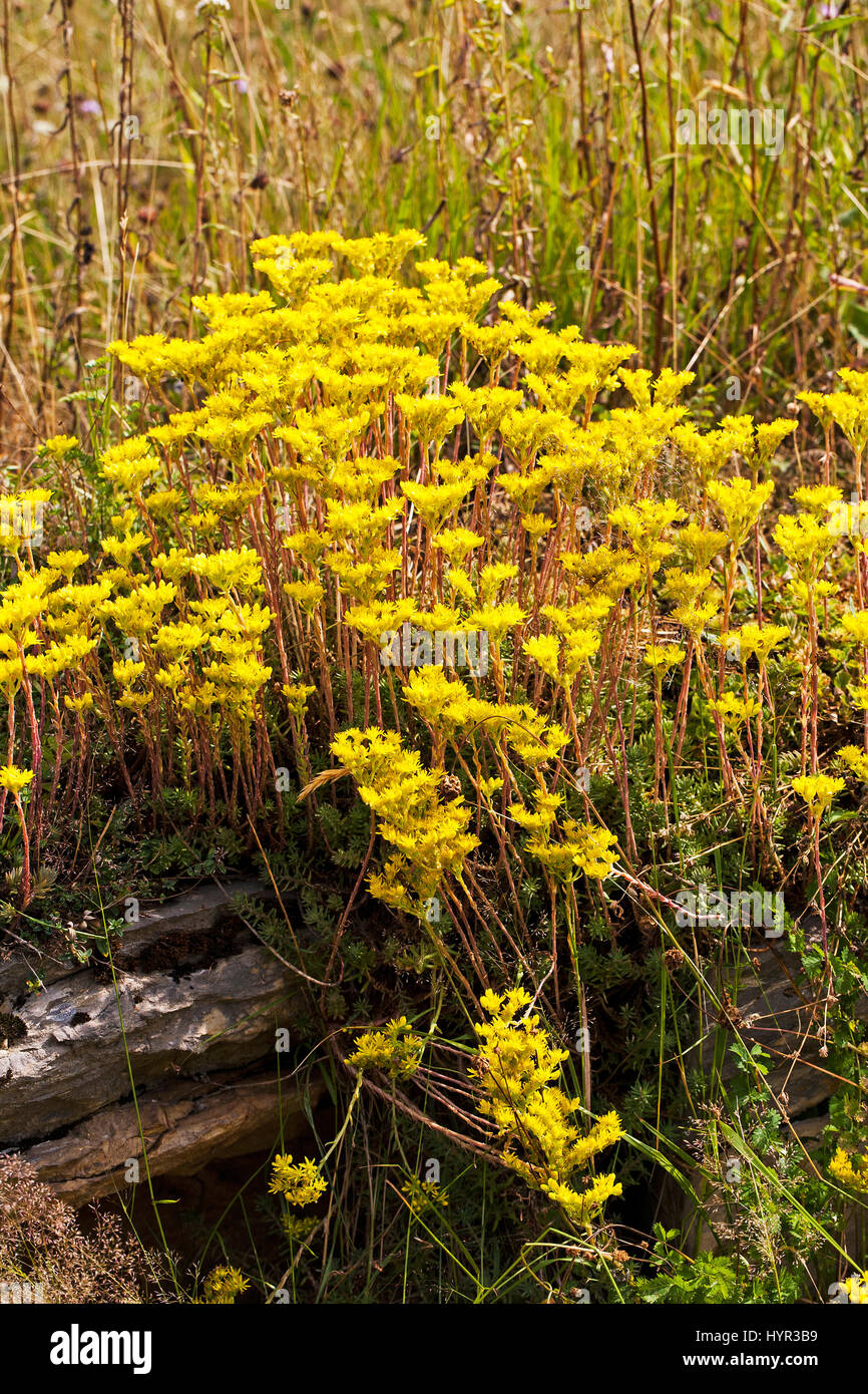 Rock stonecrop hi-res stock photography and images - Alamy