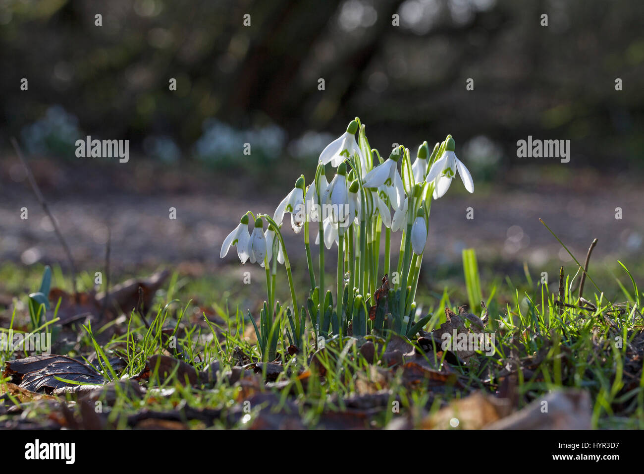 Snowdrops Nature Wildlife