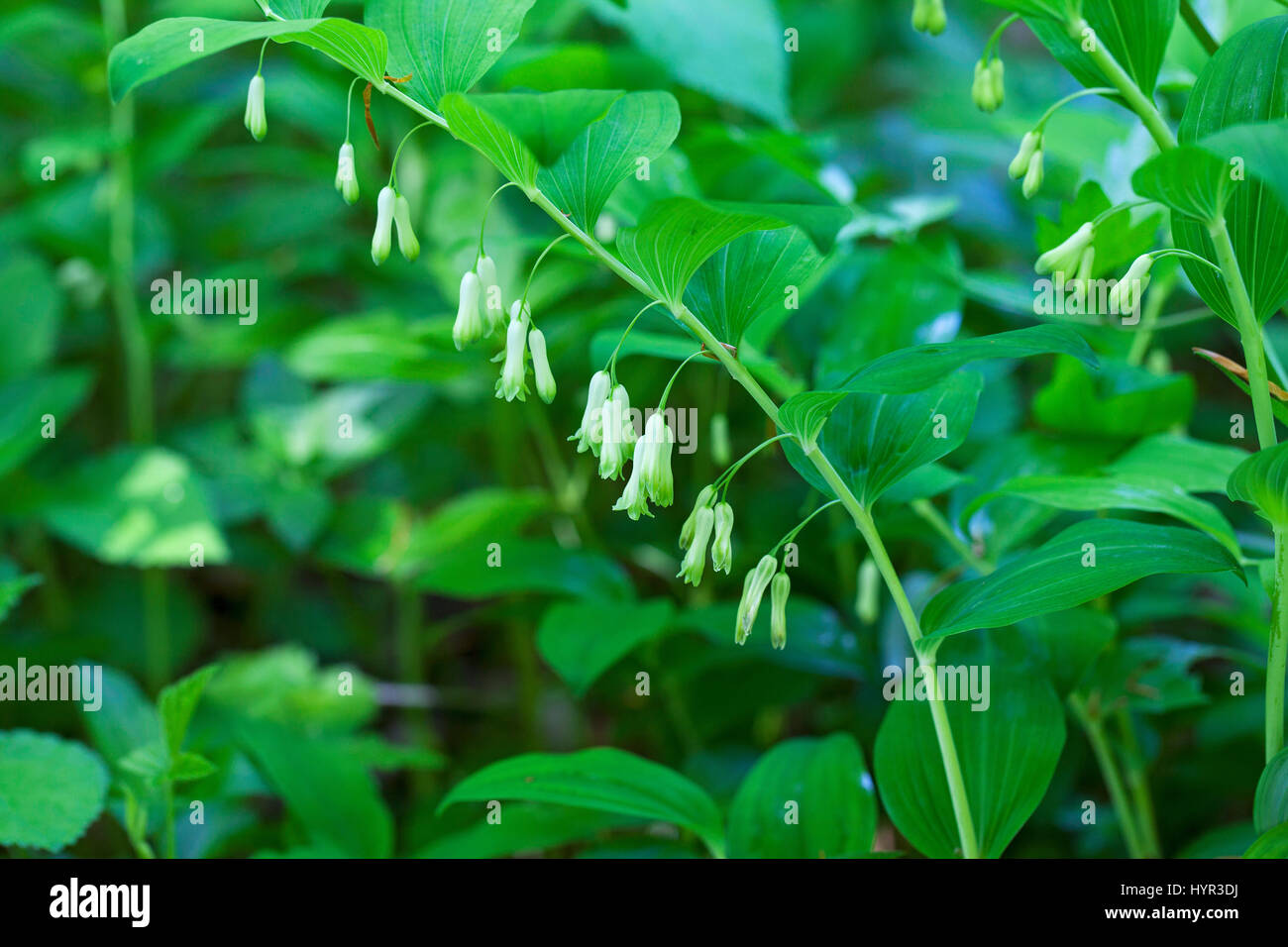 Solomon's seal Polygonatum multiflorum in woodland Chappetts Copse ...