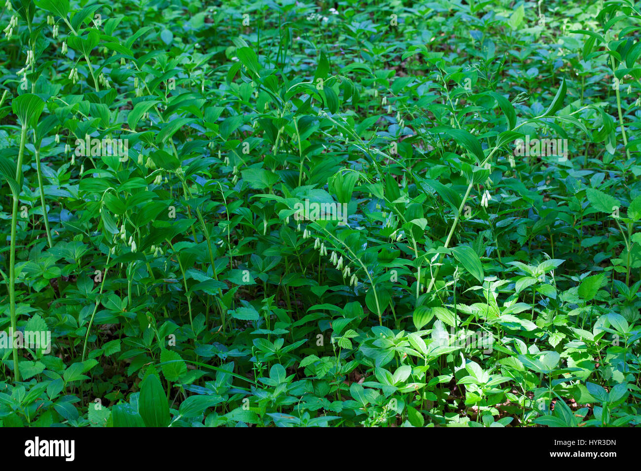 Solomon's seal Polygonatum multiflorum in woodland Chappetts Copse ...