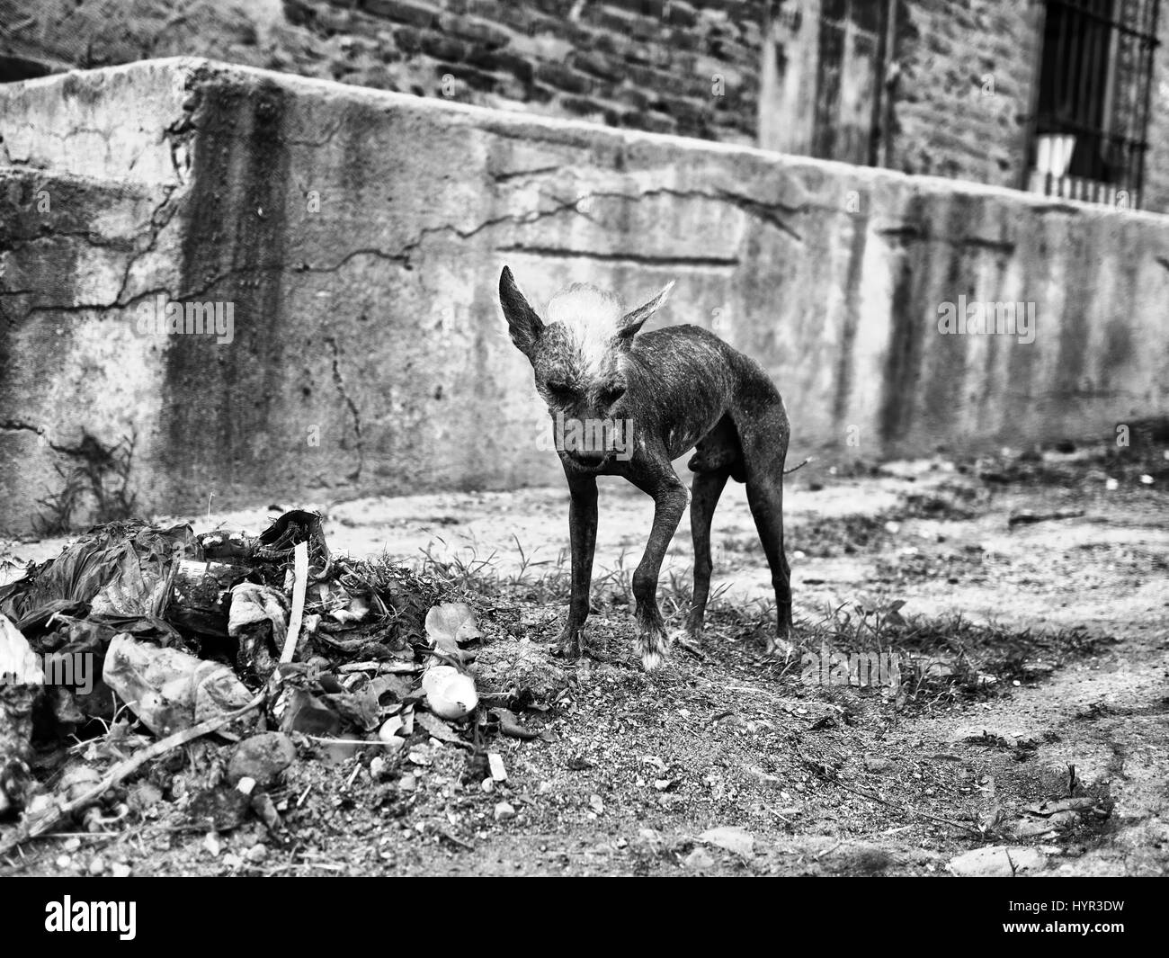 Straying dog in Trinidad, Cuba Stock Photo - Alamy
