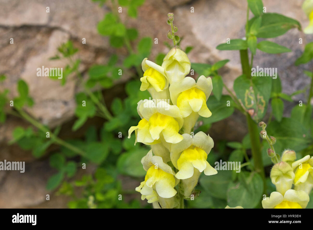 Common snapdragon Antirrhinum majus close-up of flowers beside ...