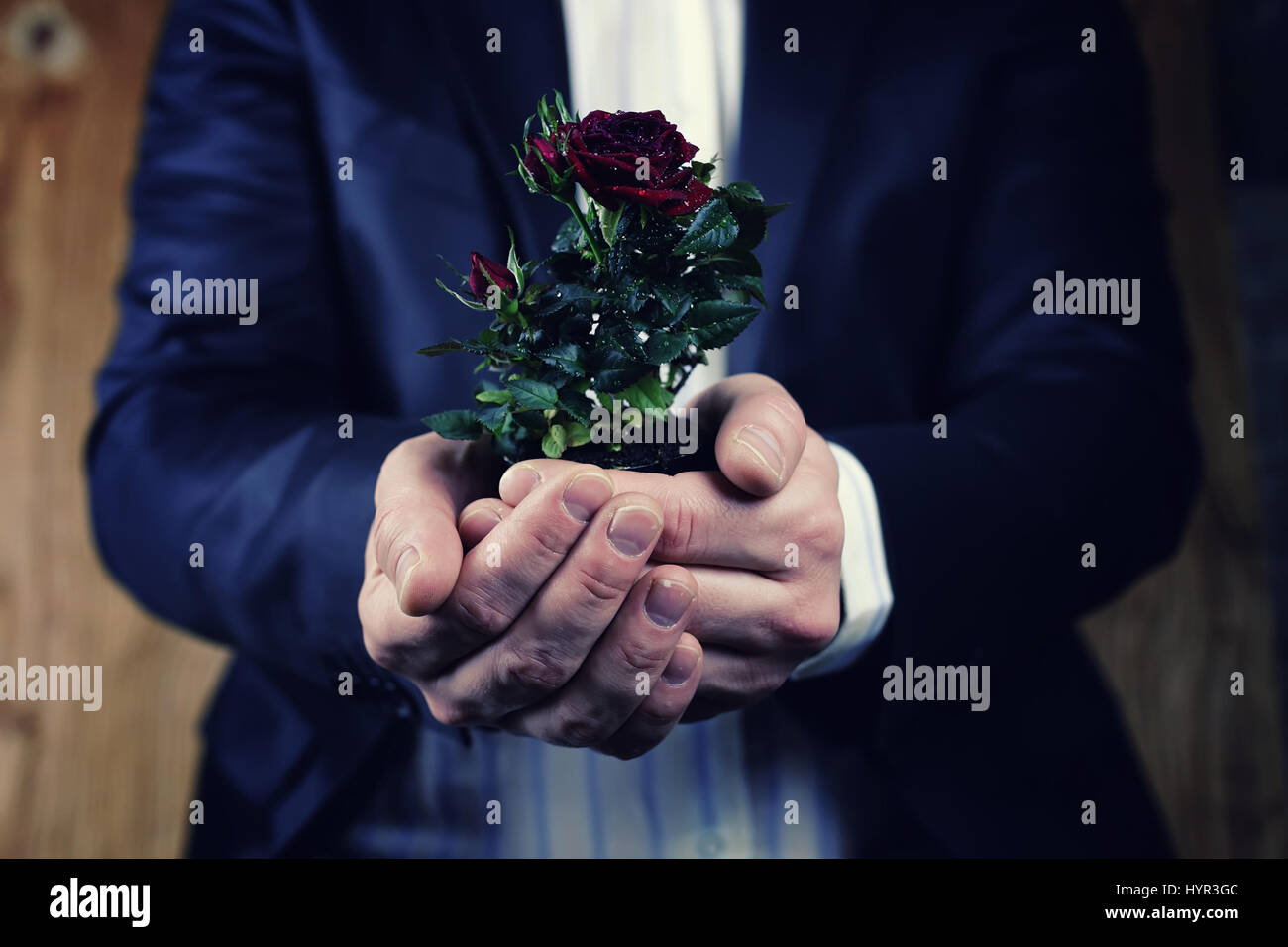 Guy holding red rose behind hi-res stock photography and images - Alamy