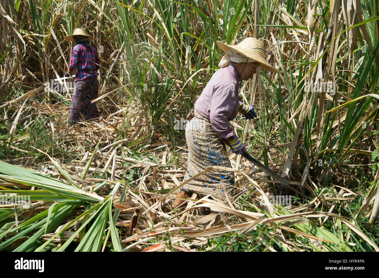 Myanmar (Burma). Inle lake. Women farm labourer harvesting sugar cane ...